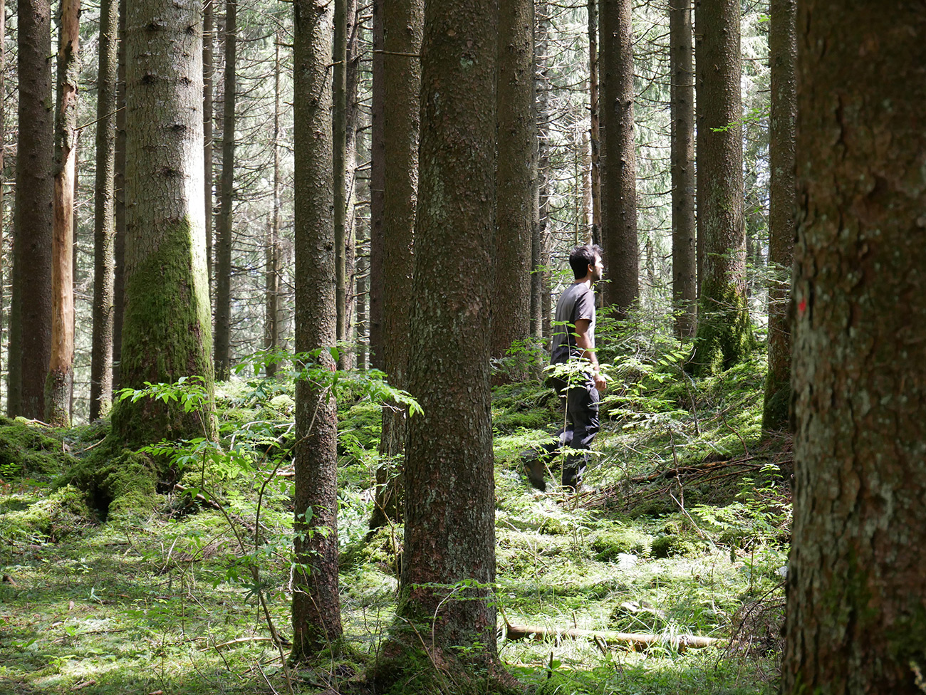 Promoting health through forests: different practices and benefits ...